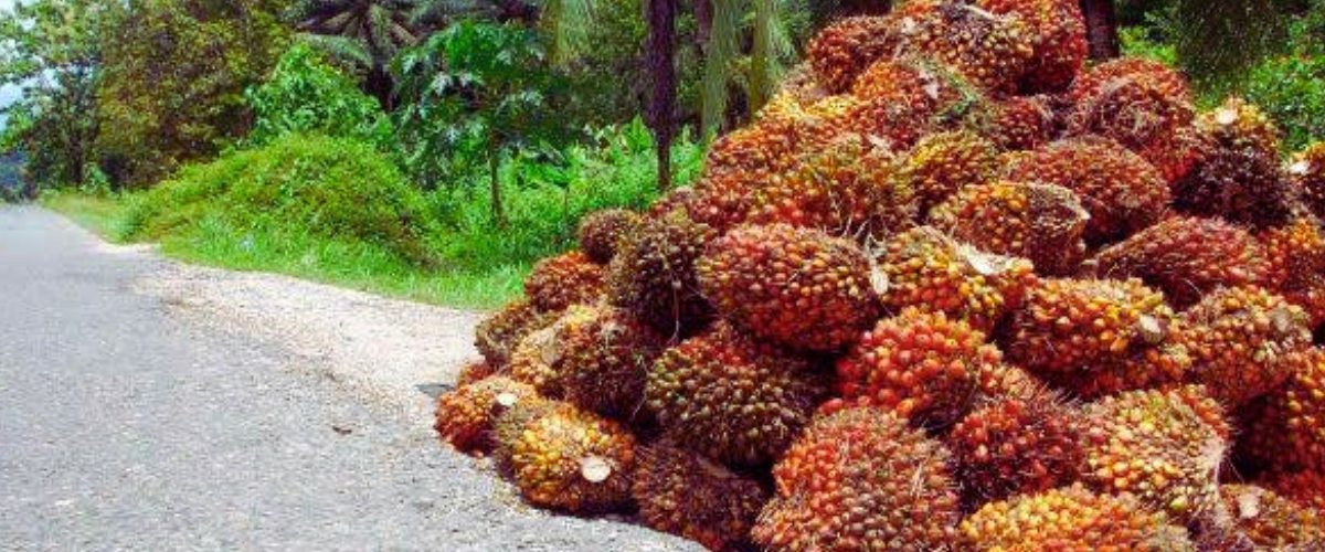 Cash Crop Farming - Olayiwola Global Resources Limited